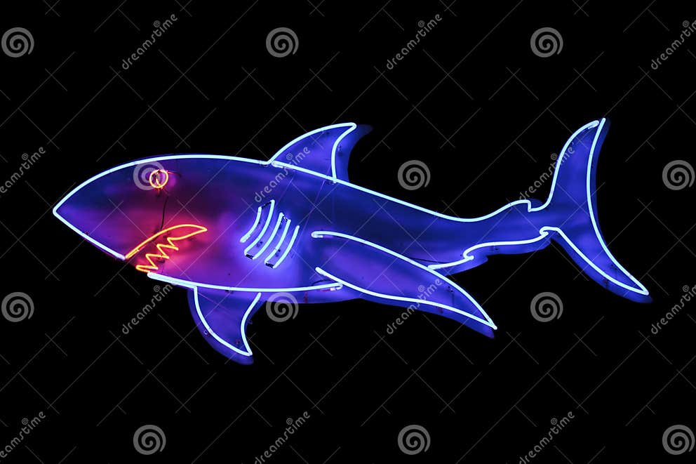 Shark - Neon light stock image. Image of oldfashioned - 269570093