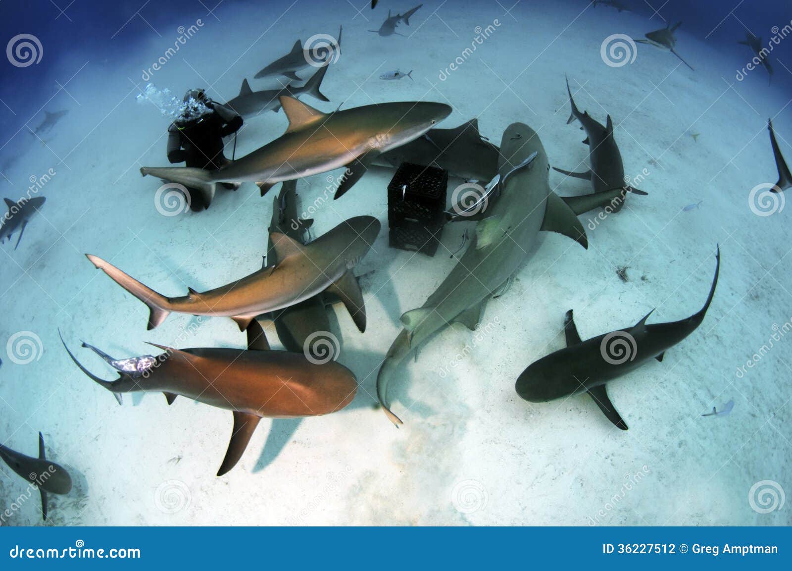 Shark Pack stock photo. Image of tourism, extreme, underworld - 36227512