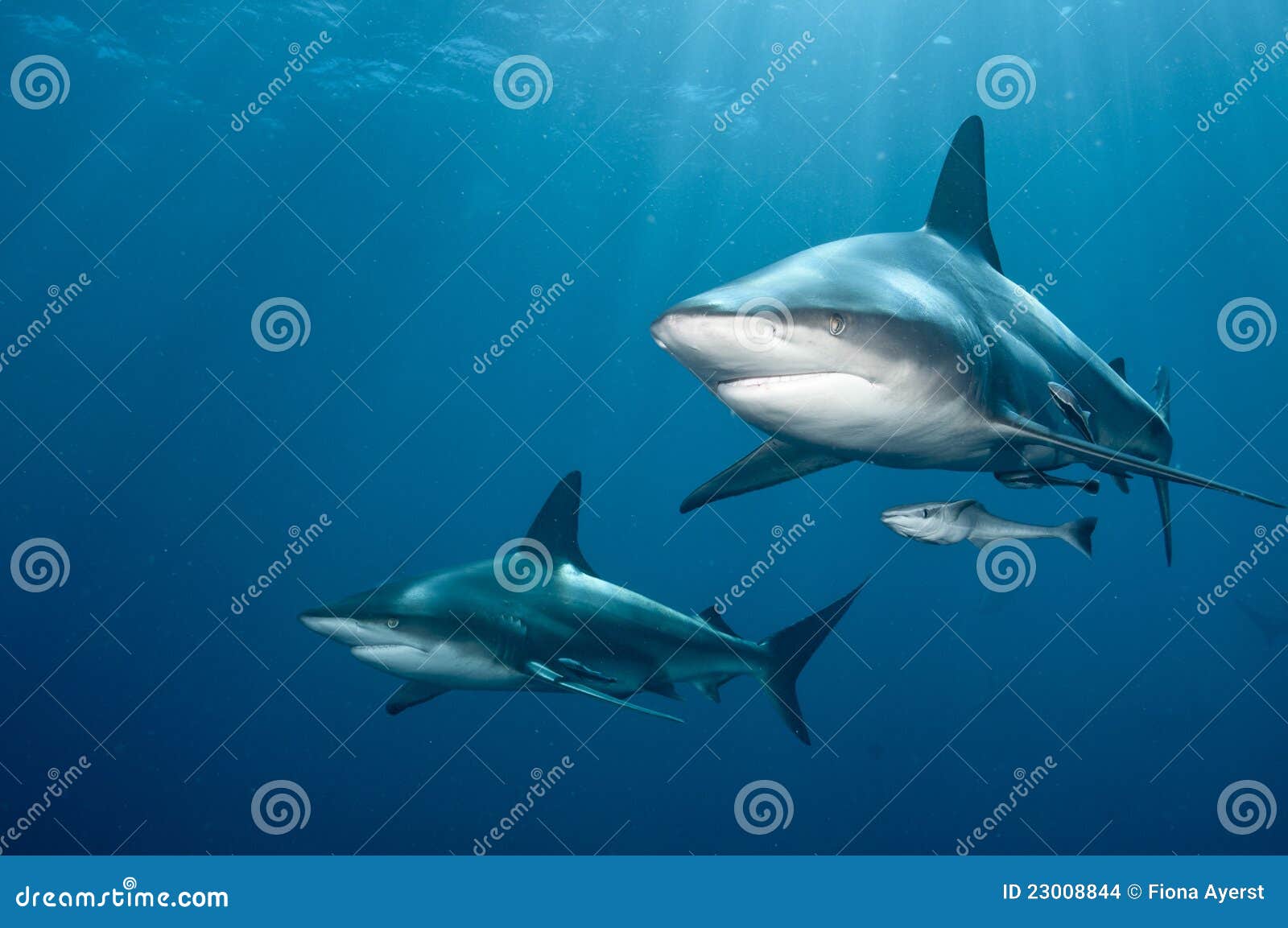 Shark pair stock photo. Image of sharks, africa, shots - 23008844