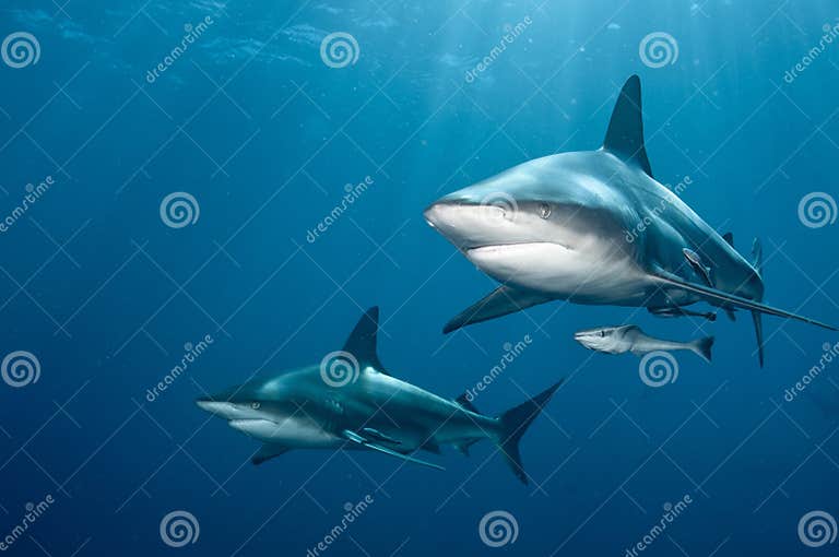 Shark pair stock photo. Image of sharks, africa, shots - 23008844