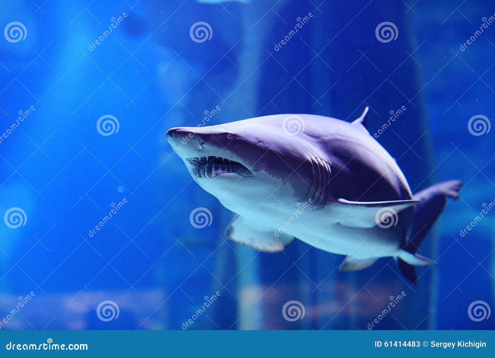 Shark in the pool stock image. Image of great, animals - 61414483