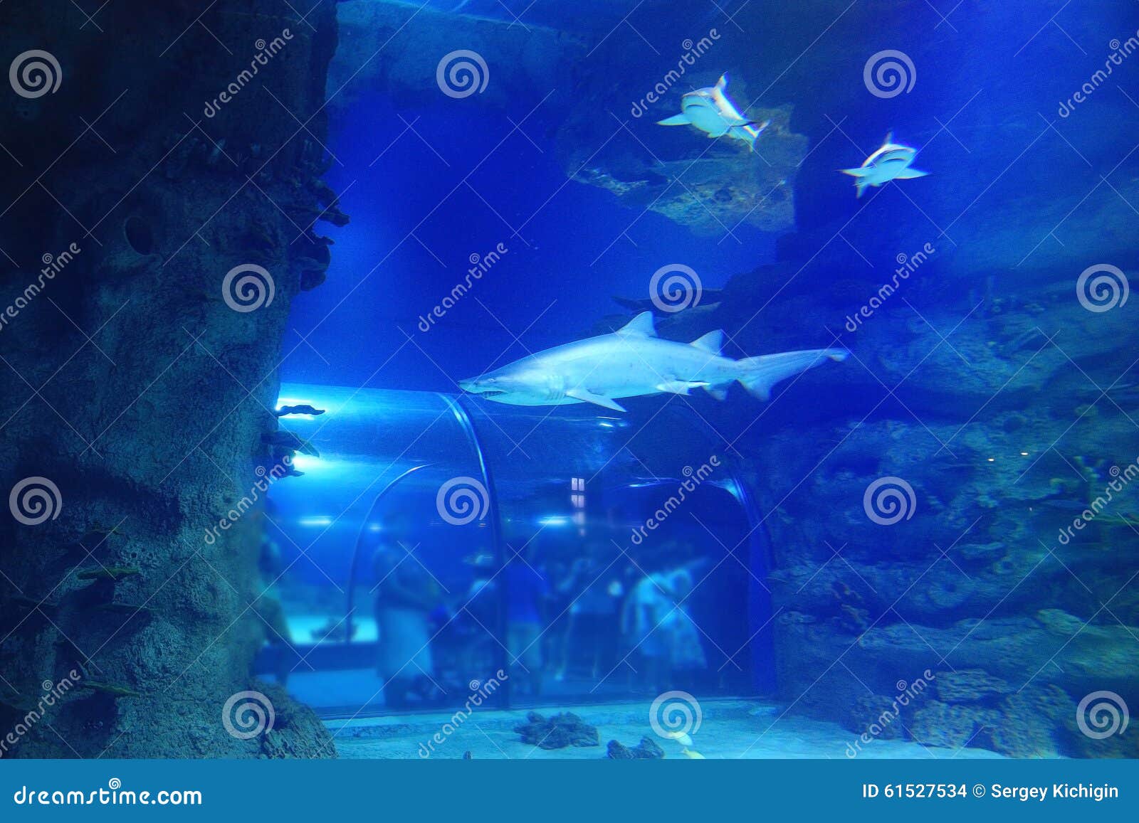 Shark in the pool stock photo. Image of exotic, pool - 61527534