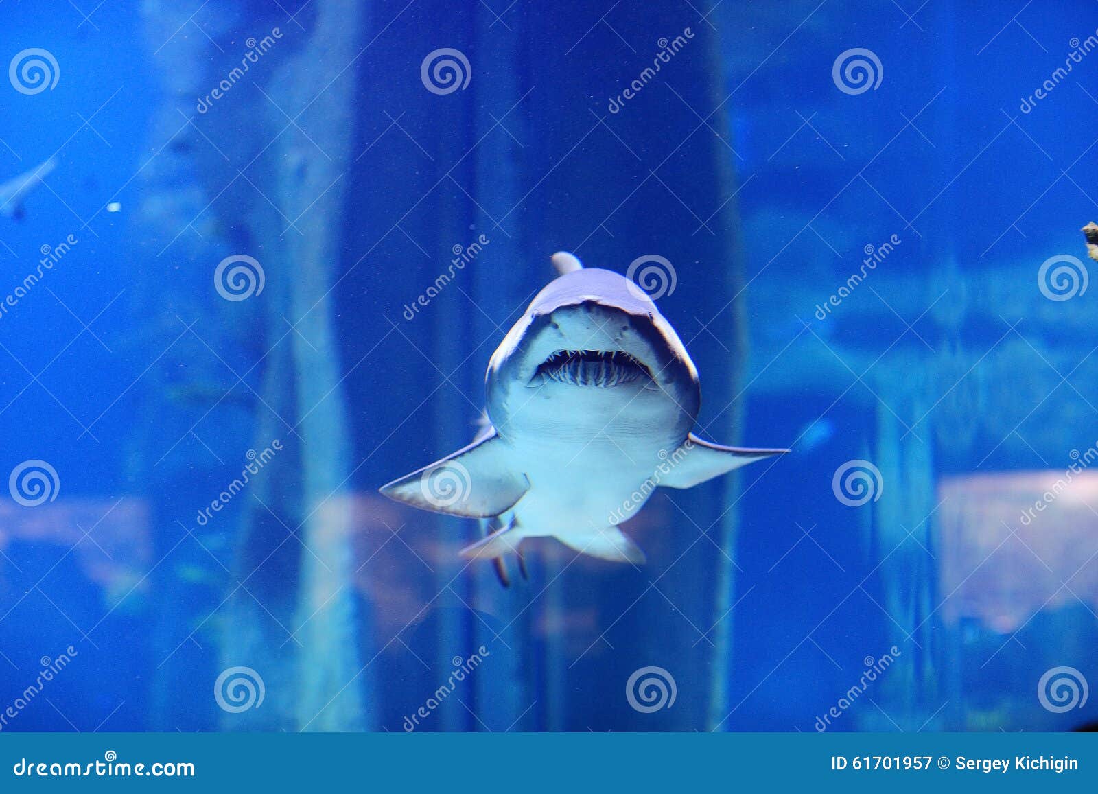 Shark in the pool stock image. Image of abalone, killer - 61701957