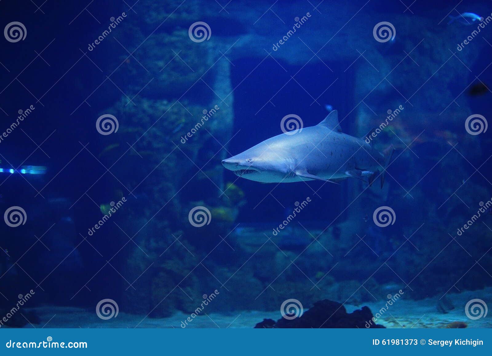 Shark in the pool stock image. Image of fish, animals - 61981373