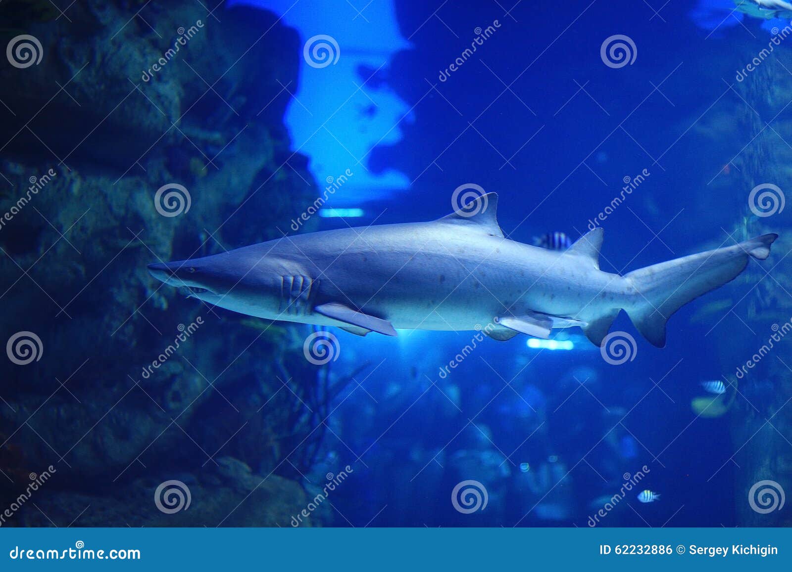 Shark in the pool stock photo. Image of park, pool, aquamarine - 62232886