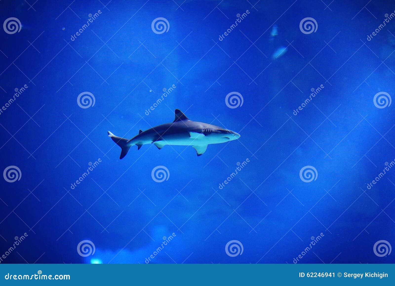 Shark in the pool stock image. Image of animal, pool - 62246941