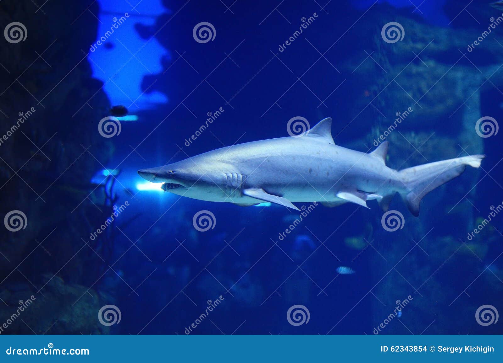 Shark in the pool stock photo. Image of diving, ocean - 62343854