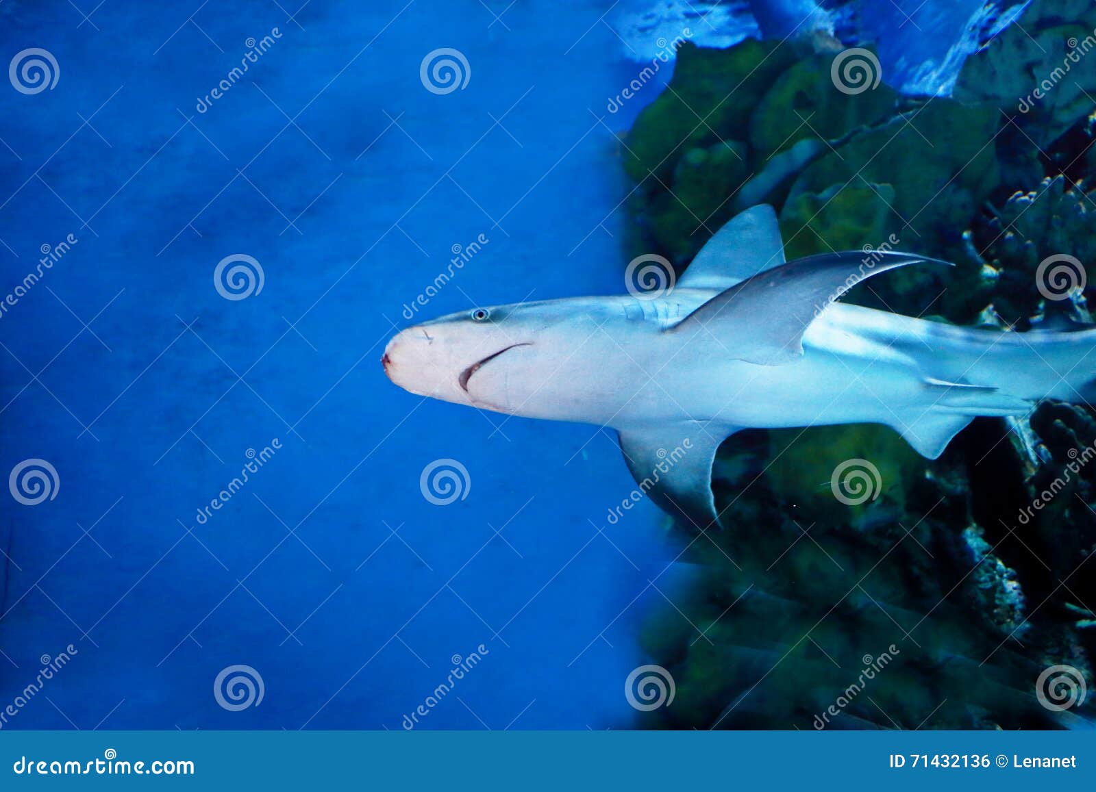 The Shark Pool Of Coral World Underwater Observatory Aquarium Royalty ...