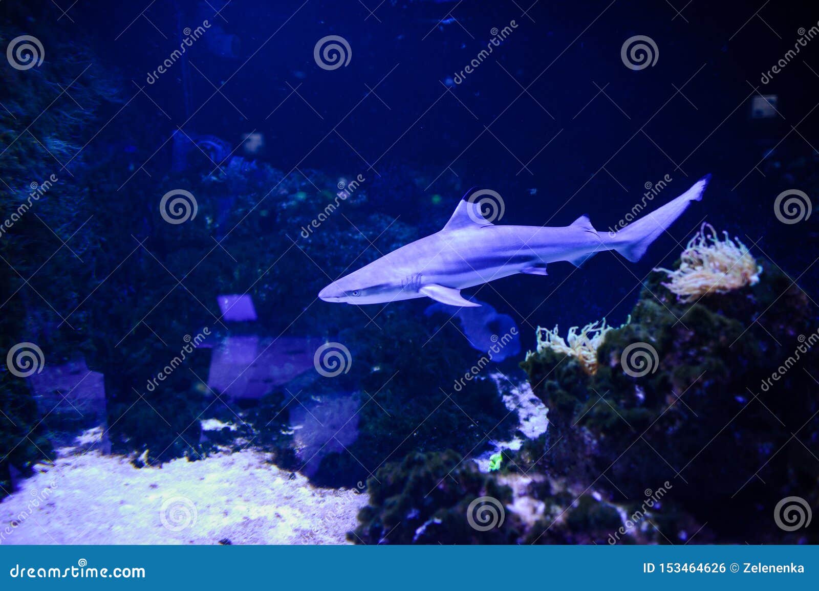 Shark Posing in the Deep Blue Water Stock Photo - Image of mouth, scuba ...