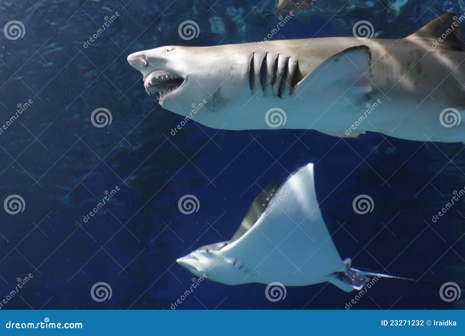 Shark and Ramp Submerged in the Rays of Light Stock Photo - Image of ...