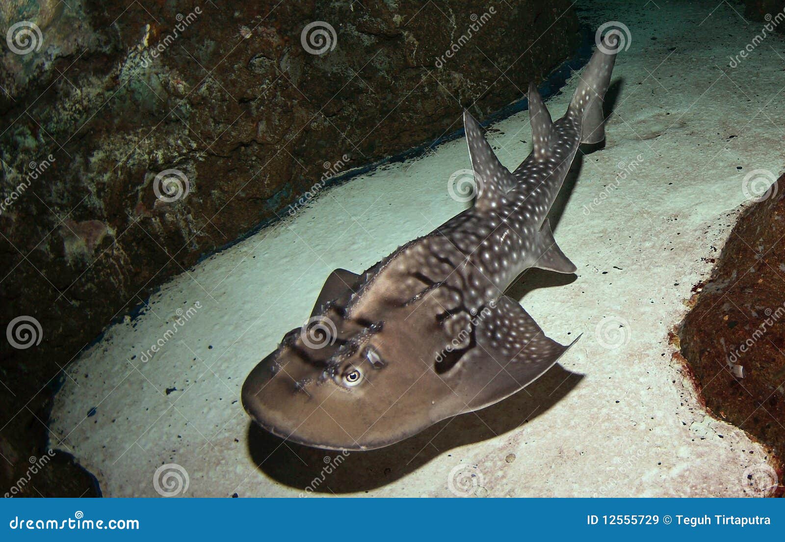 4,371 Shark Ray Photos - Free & Royalty-Free Stock Photos from Dreamstime