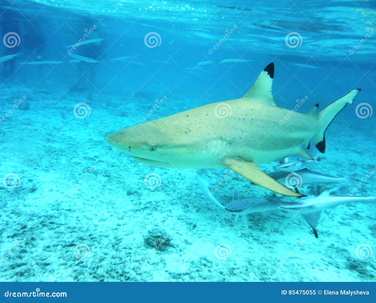 Remora Fish Stock Image | CartoonDealer.com #105236851