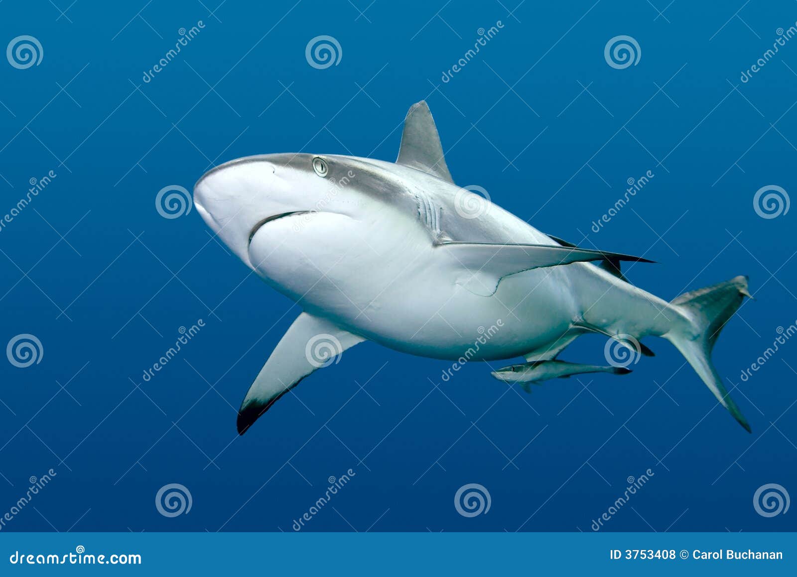 Remora Fish And Great White Shark