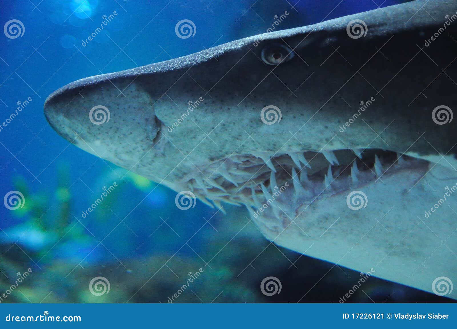 Shark s head stock image. Image of predator, head, danger - 17226121