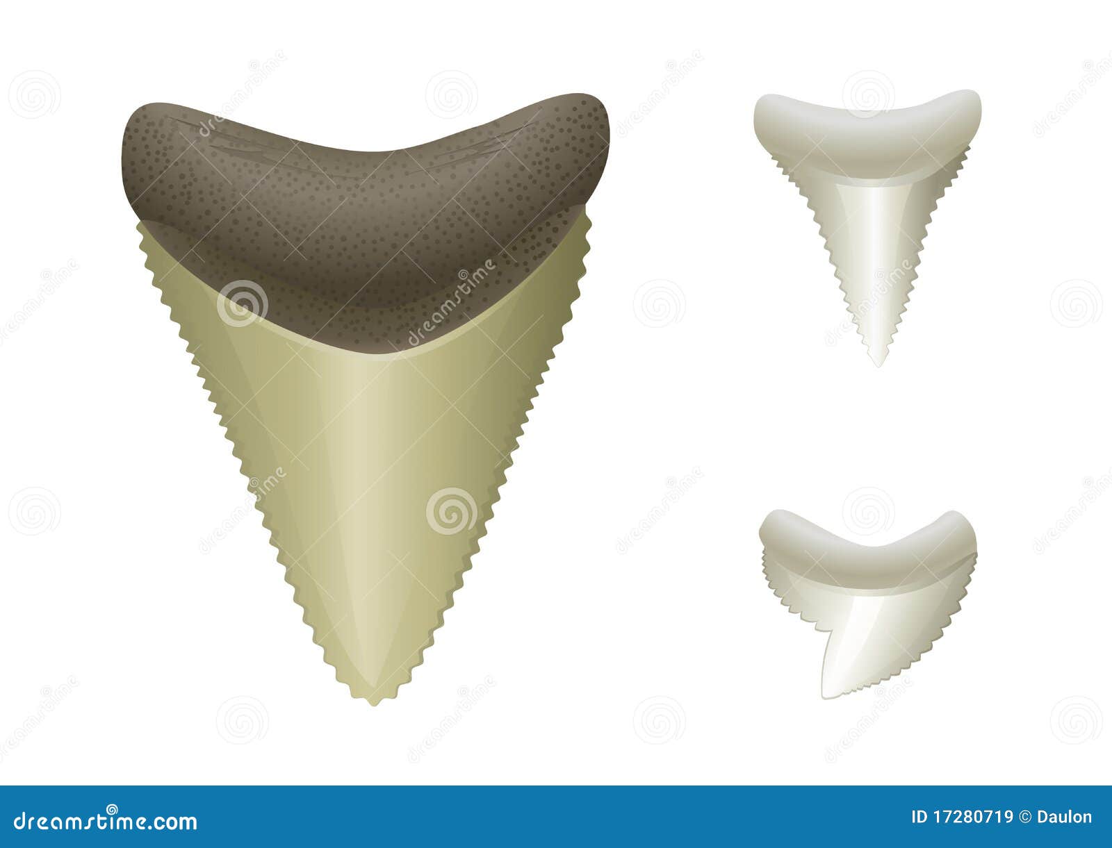Shark's Teeth. Megalodon, Great, Tiger Shark Vector Illustration ...