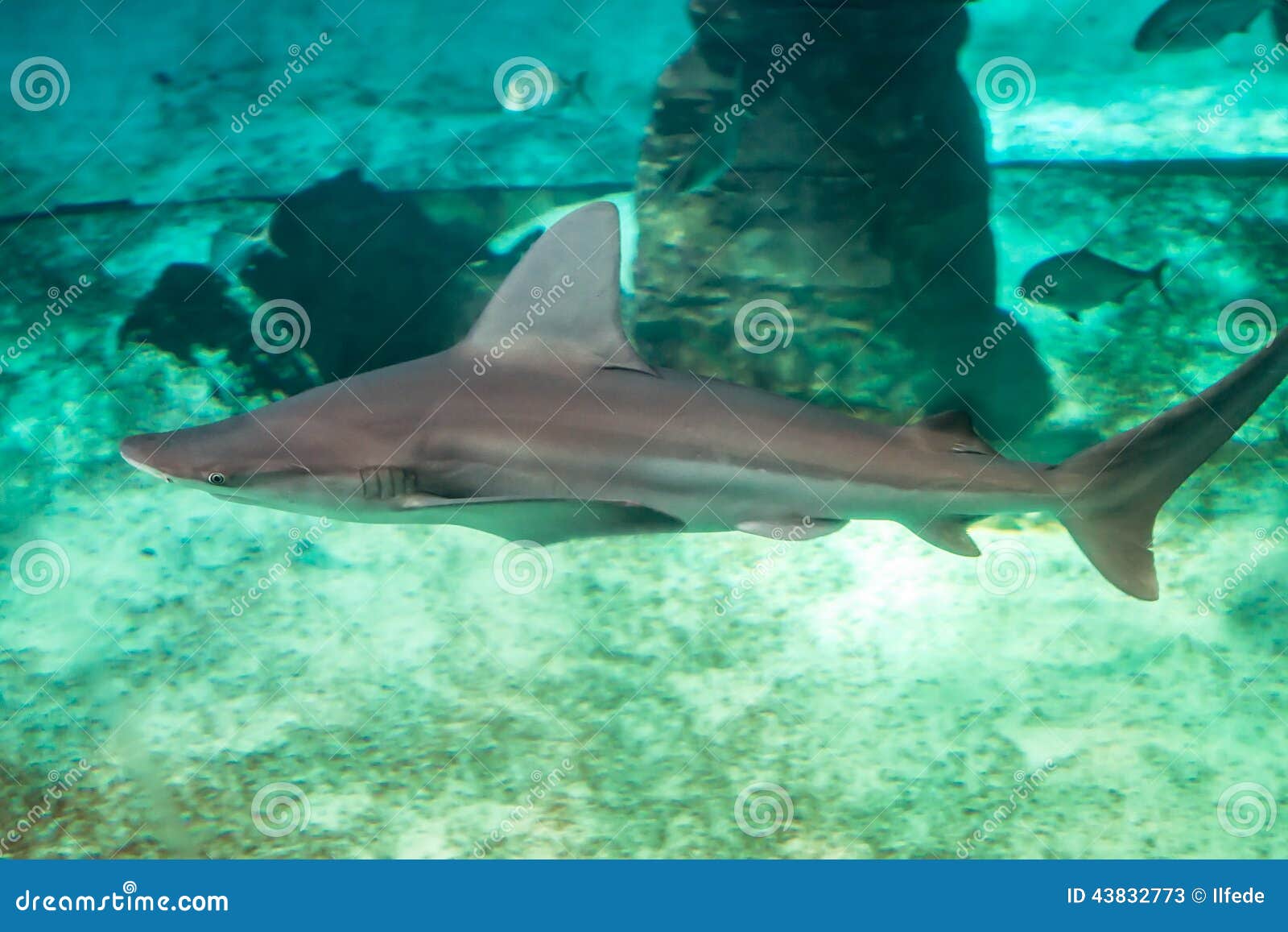 Shark on the sea stock image. Image of animal, blue, underwater - 43832773