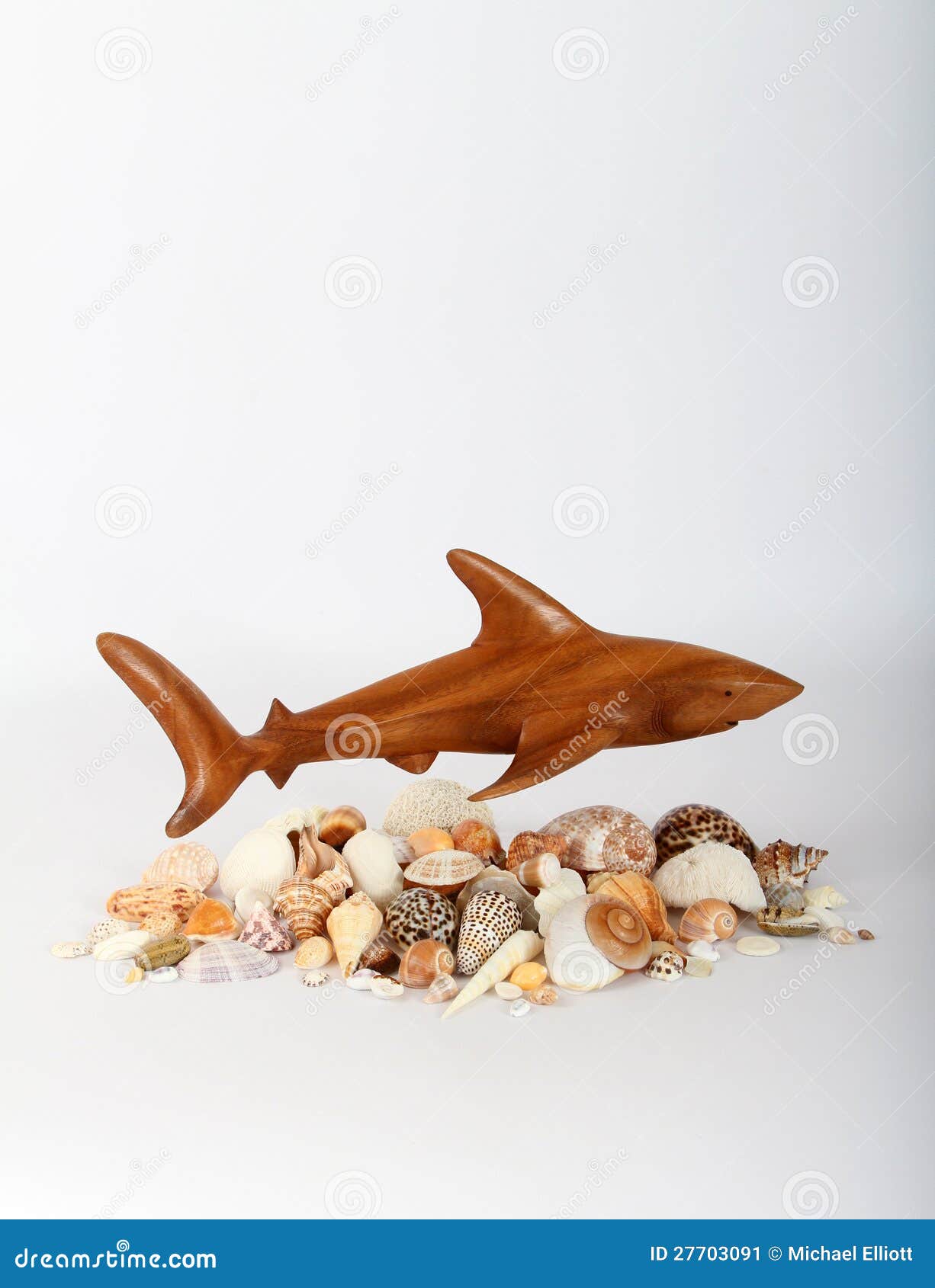 Shark and Sea Shells stock image. Image of small, swimming - 27703091