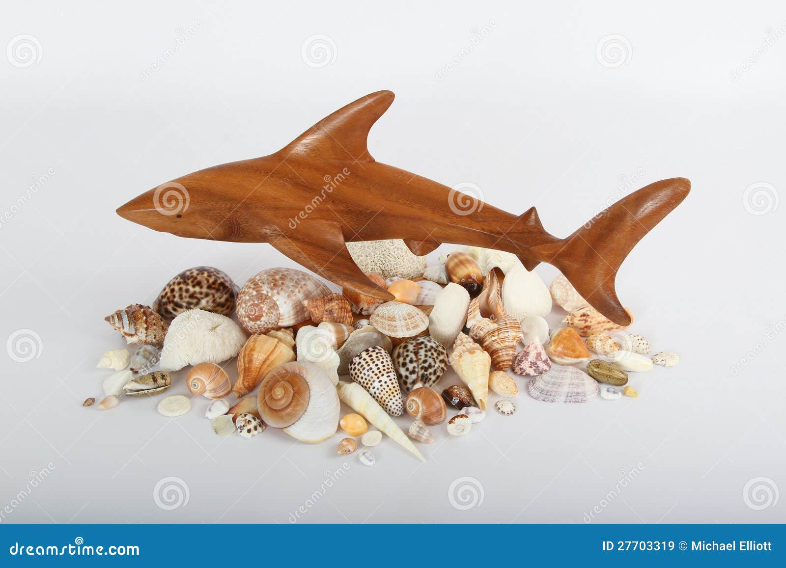 Shark and Sea Shells stock image. Image of small, carving - 27703319