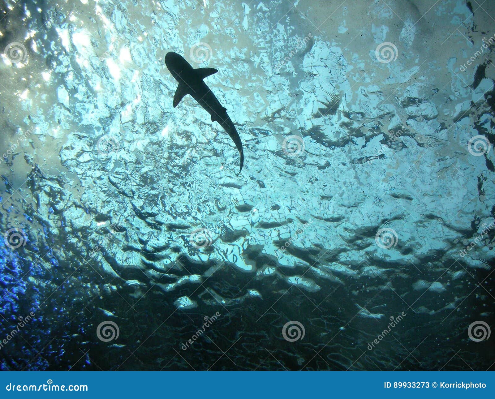 Shark stock image. Image of ocean, circling, overhead - 89933273