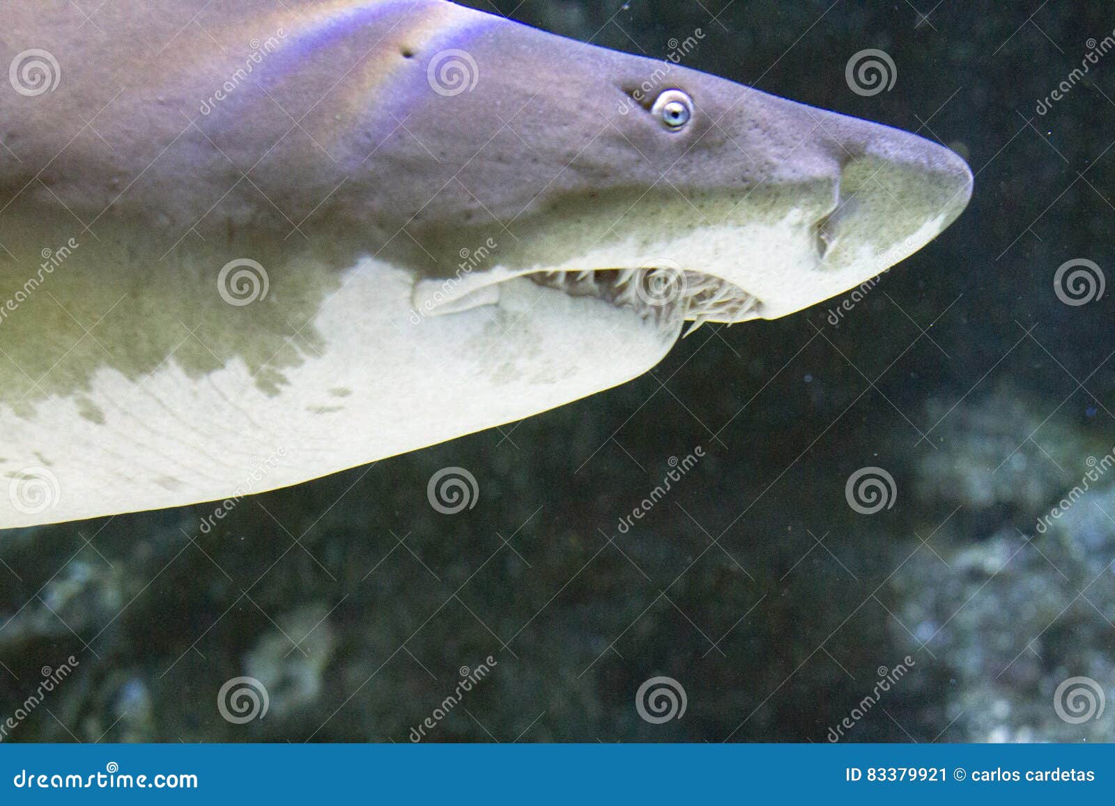 Shark sharp teeth stock image. Image of blue, shark, marine - 83379921