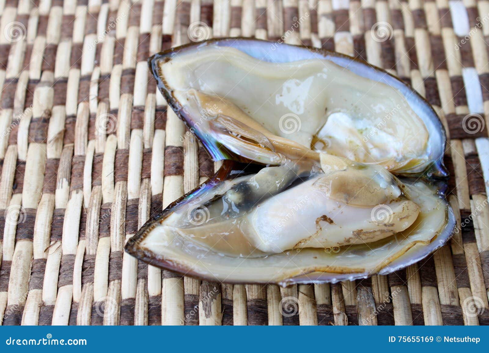 Shark shell stock image. Image of shellfish, animal, sharp - 75655169