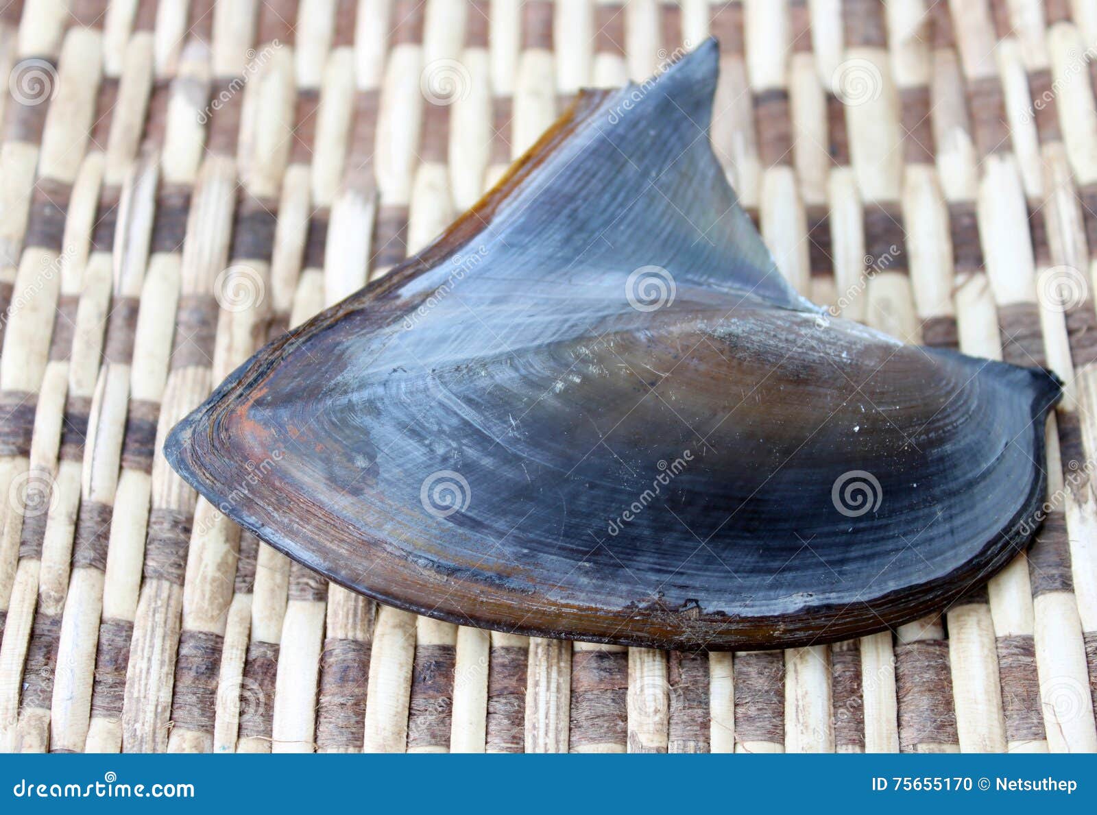 Shark shell stock photo. Image of mollusc, thai, nature - 75655170