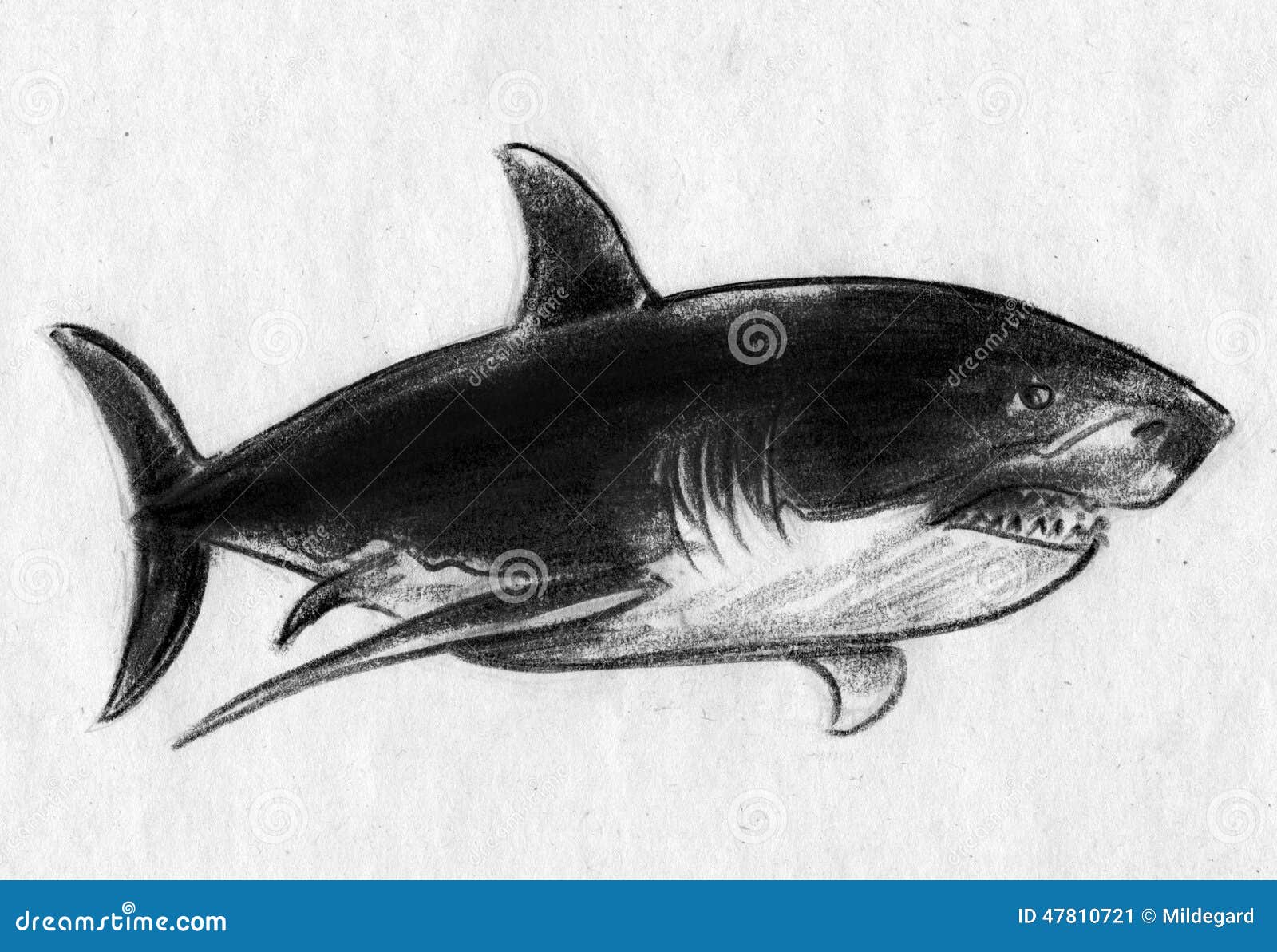 Shark sketch stock illustration. Illustration of sketches - 47810721
