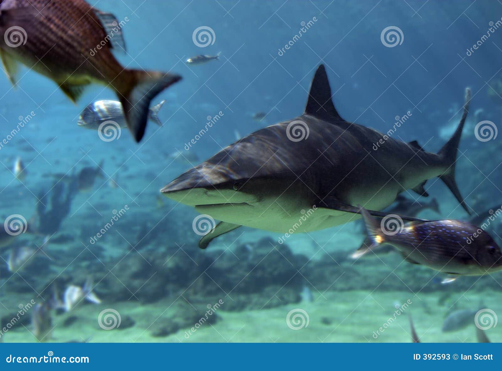 Shark&Snapper stock image. Image of fish, coral, diving - 392593