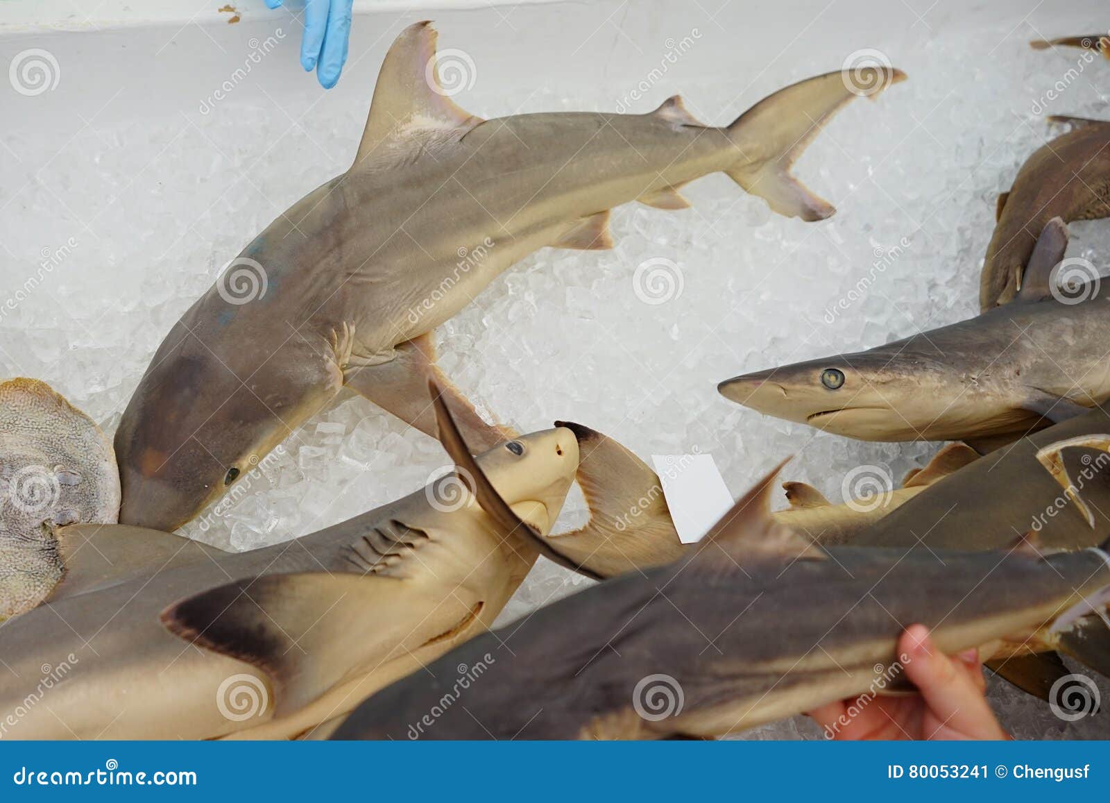 Shark specimen stock image. Image of fresh, fish, vessel - 80053241