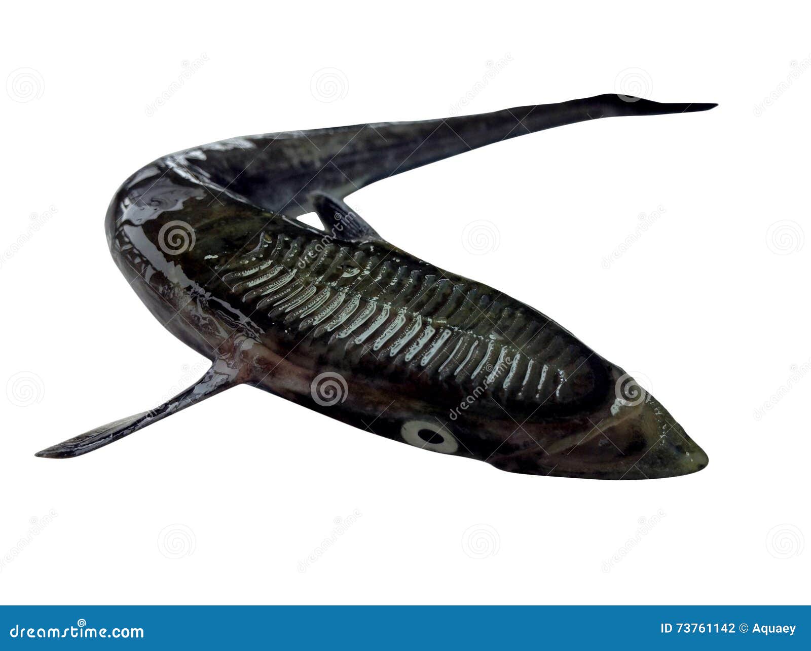 Shark sucker fish stock photo. Image of biology, fishtail - 73761142