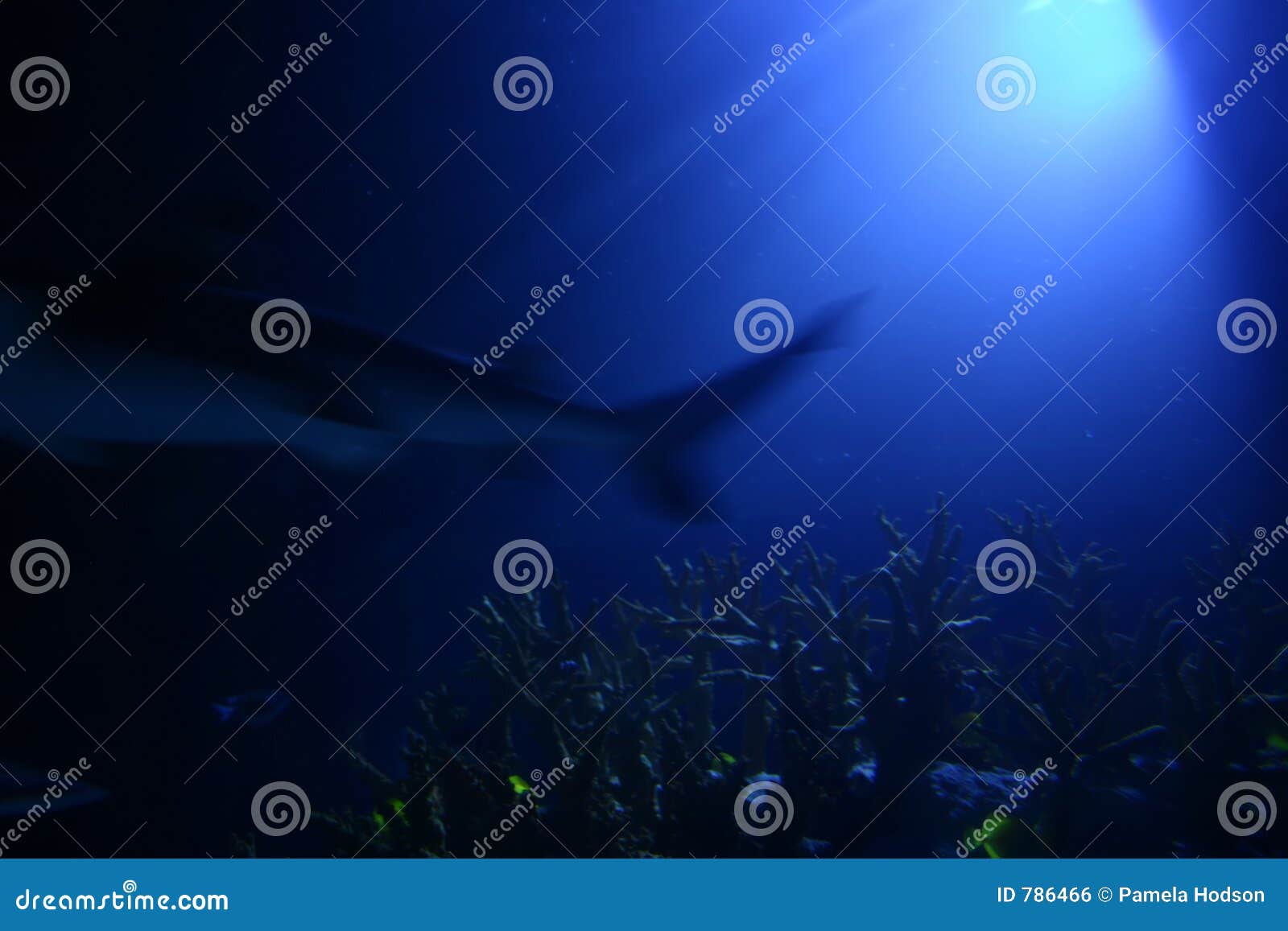 Shark in sunlight stock photo. Image of water, marine, animal - 786466