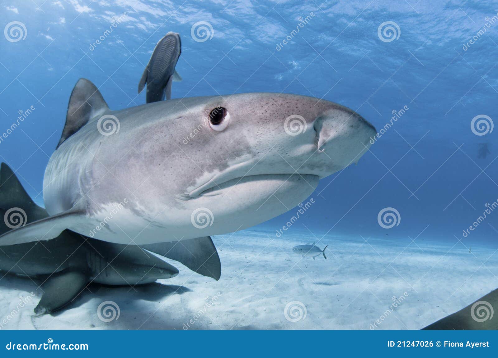 Shark surprise stock photo. Image of negaprion, large - 21247026