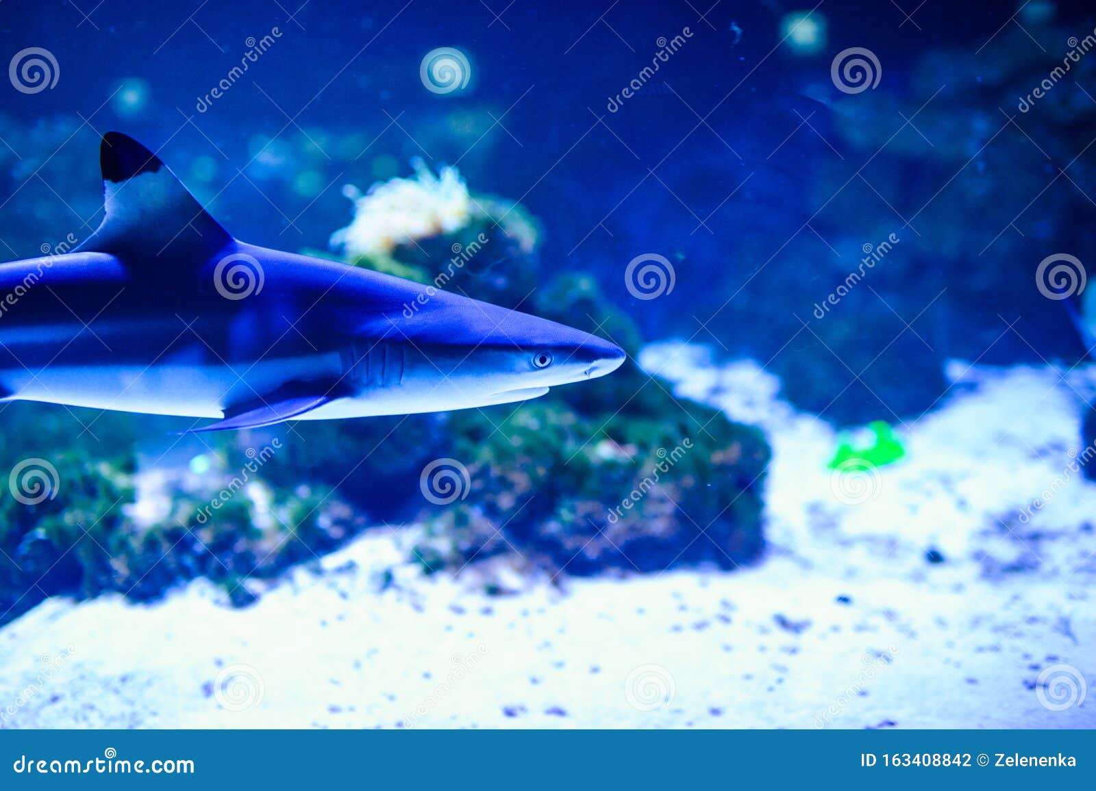 Shark swimming stock photo. Image of adventure, sunlight - 163408842