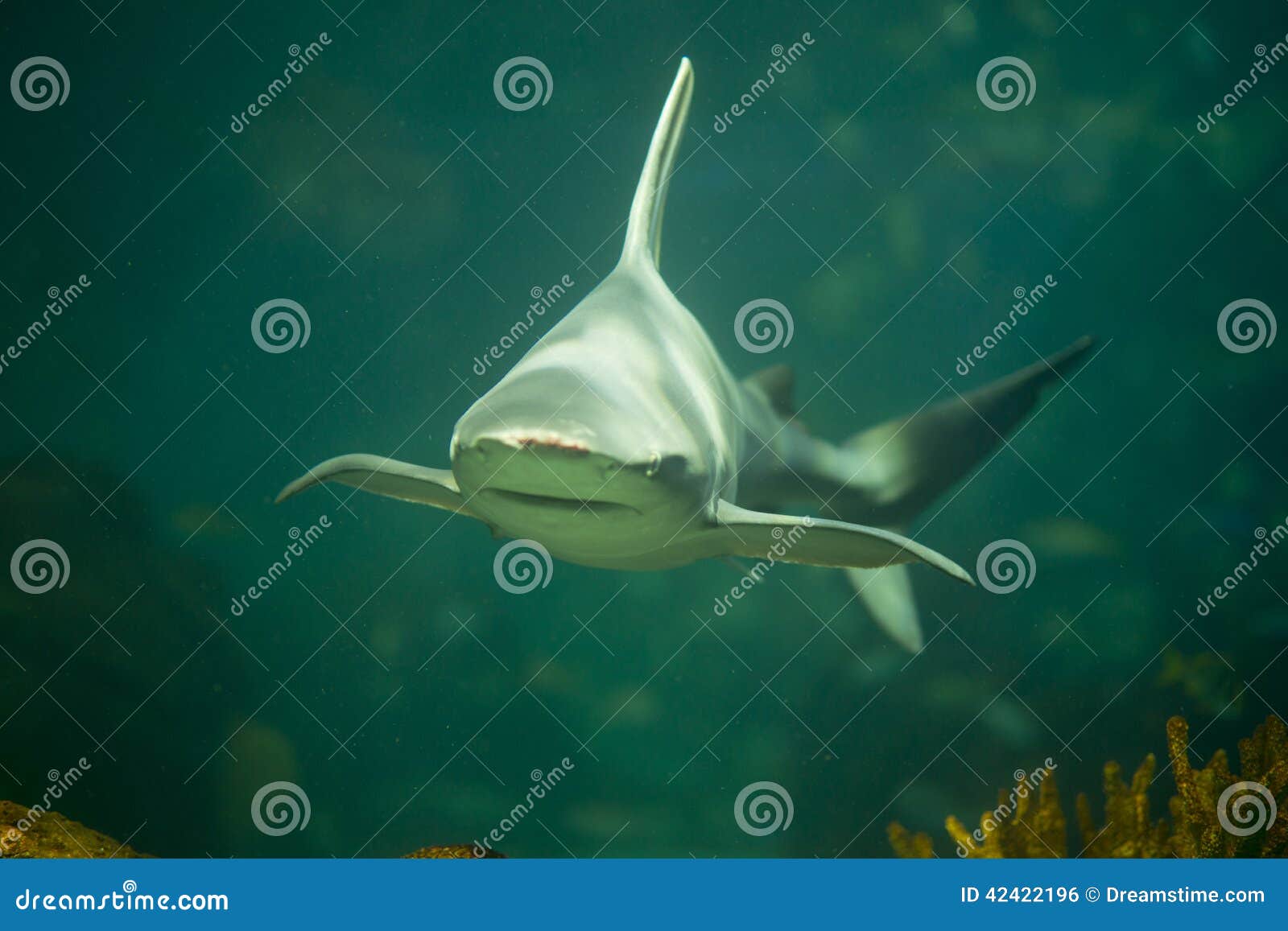 Shark Swimming in Aquarium JAWS Stock Photo - Image of fish, shark ...