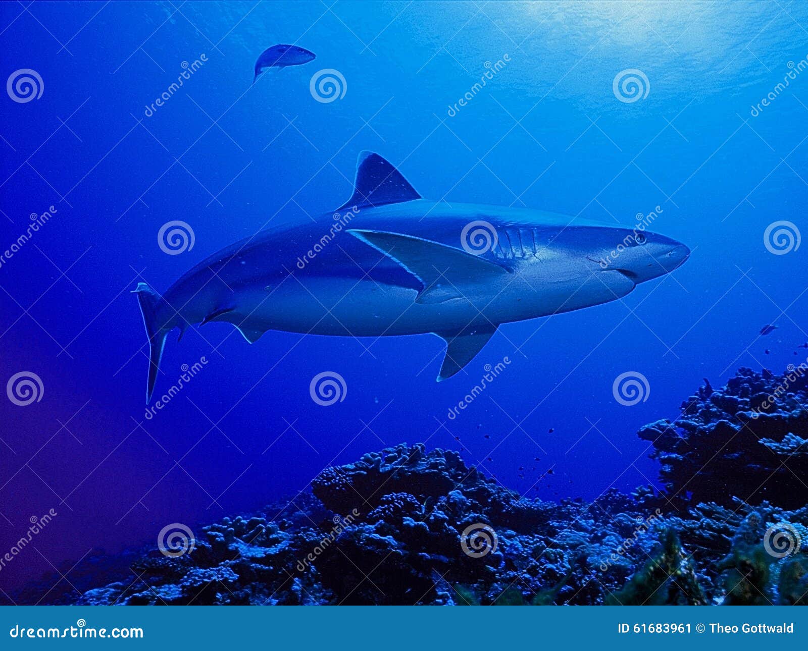 Shark Swimming in Blue Waters Stock Image - Image of full, shark: 61683961