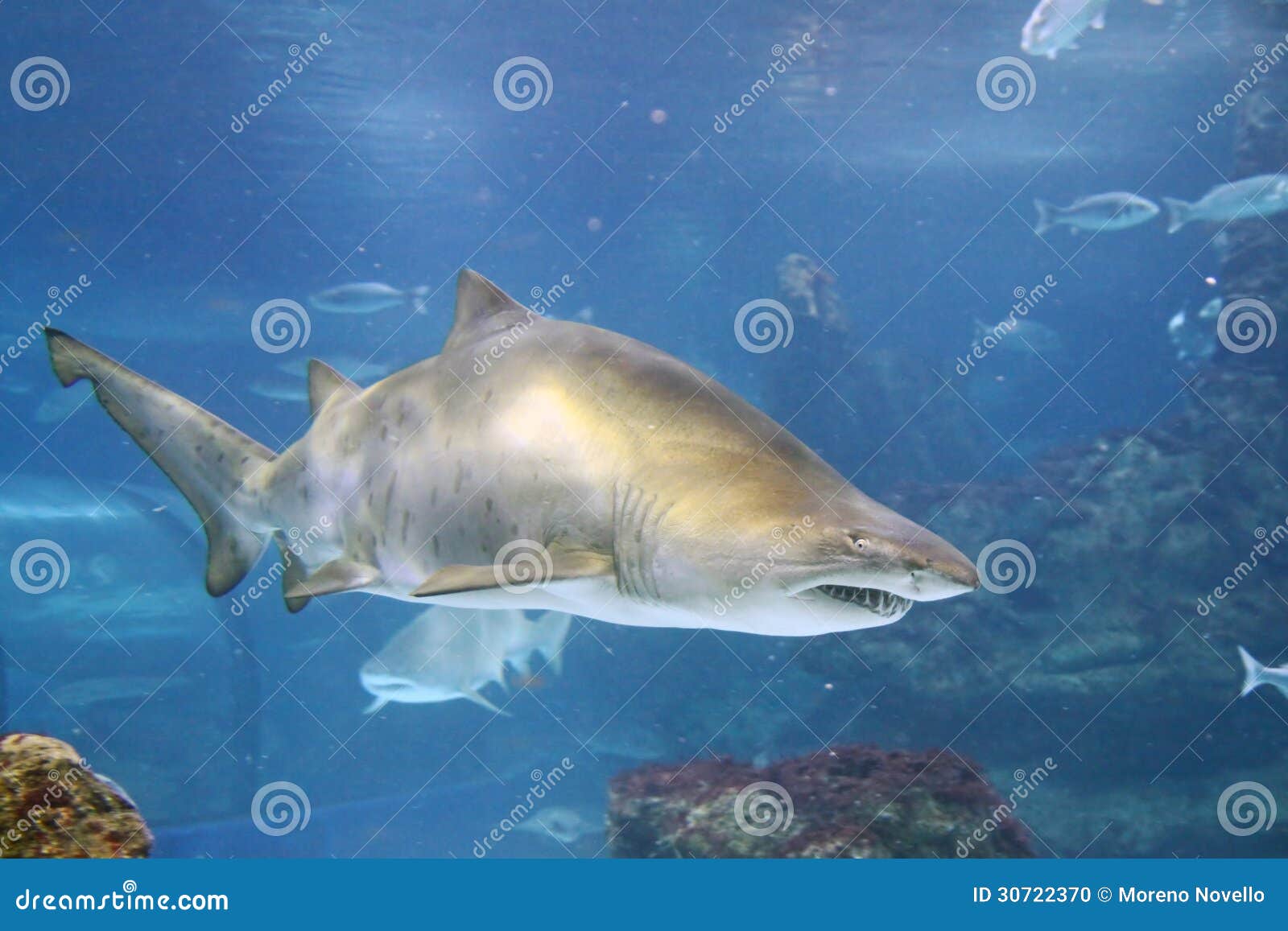 Shark stock photo. Image of animal, deep, aquatic, danger - 30722370