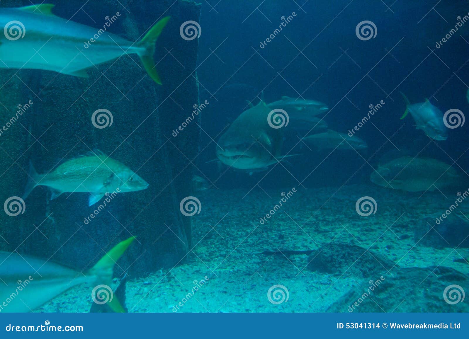 Shark swimming with fish stock photo. Image of aquarium - 53041314