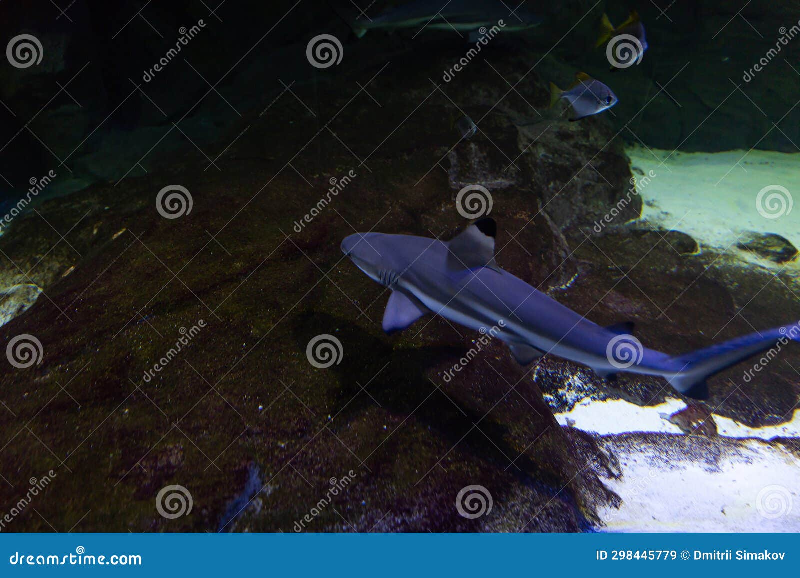 Shark Swimming in Murky Dark Ocean Water Stock Image - Image of nature ...
