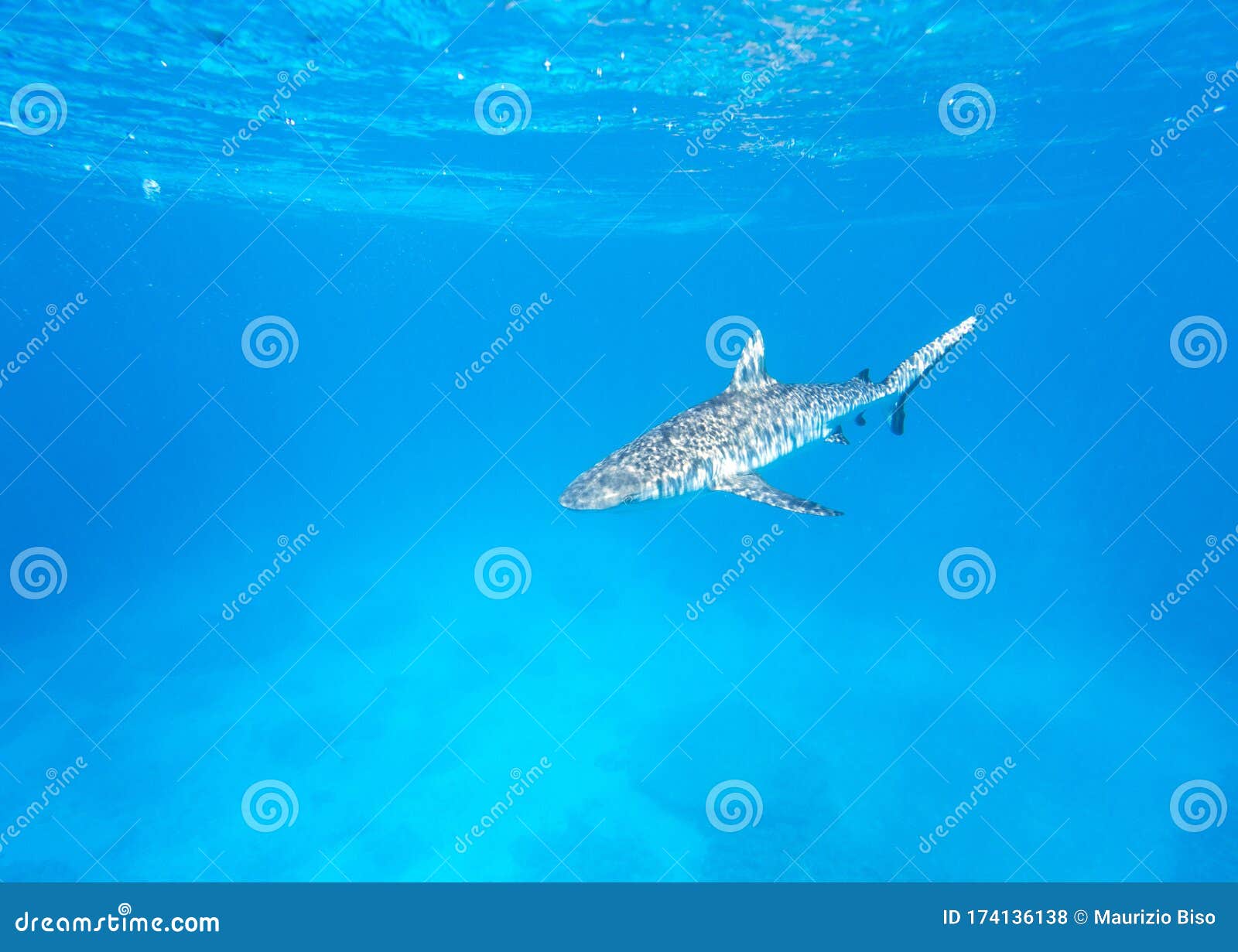 A Shark Swimming Towards Camera Stock Photo - Image of carcharias ...