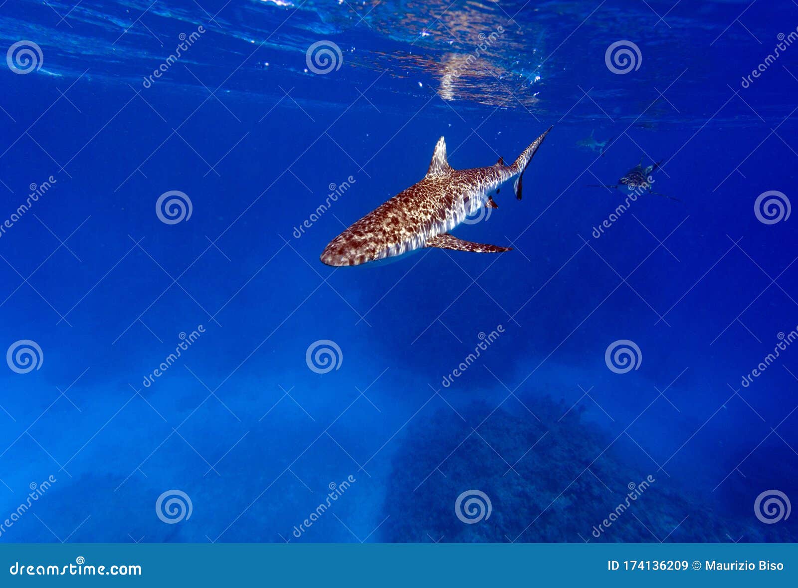 A Shark Swimming Towards Camera Stock Image - Image of australia ...