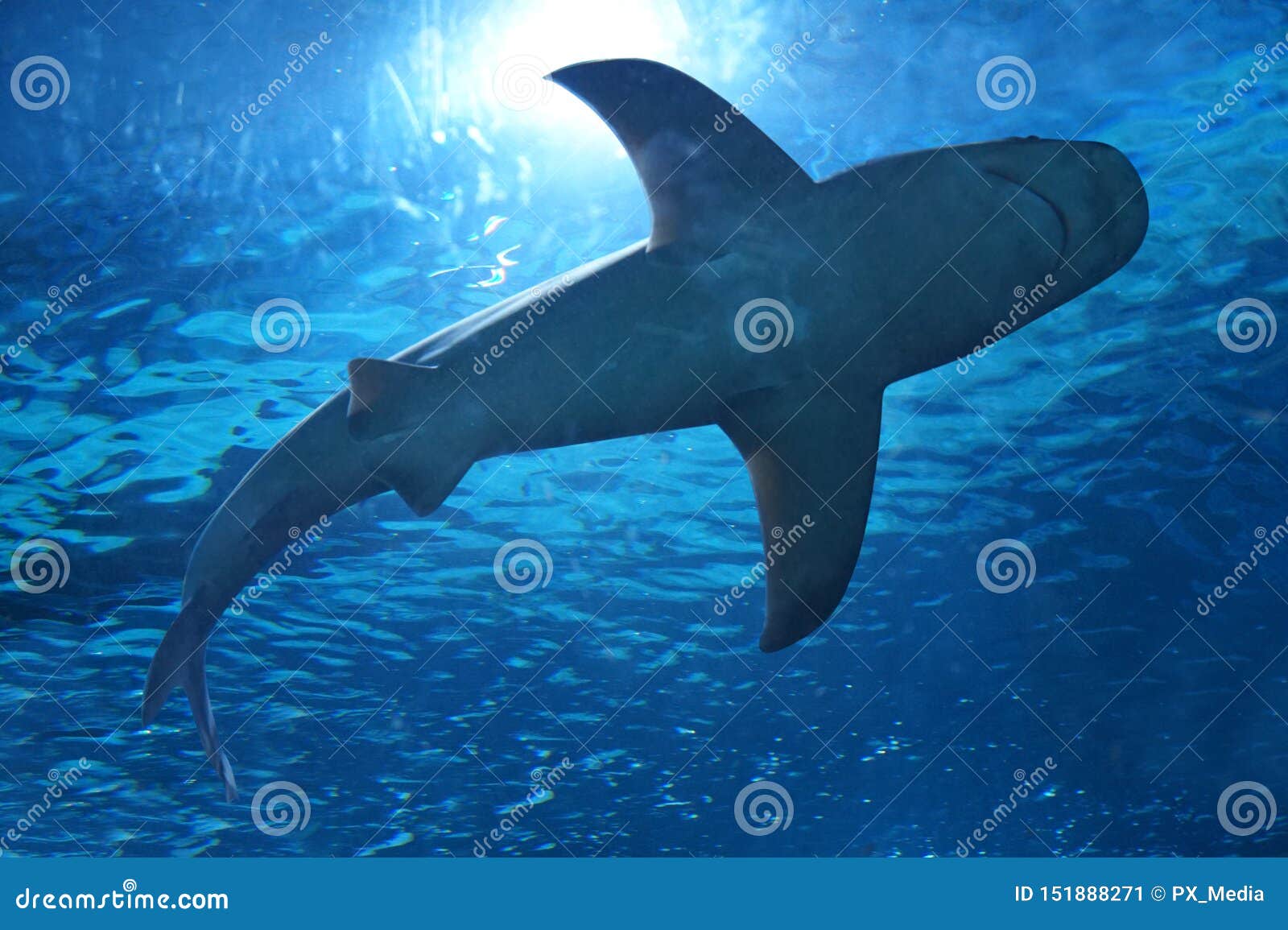 Shark Swimming Under Water - View from Beneath Stock Image - Image of ...