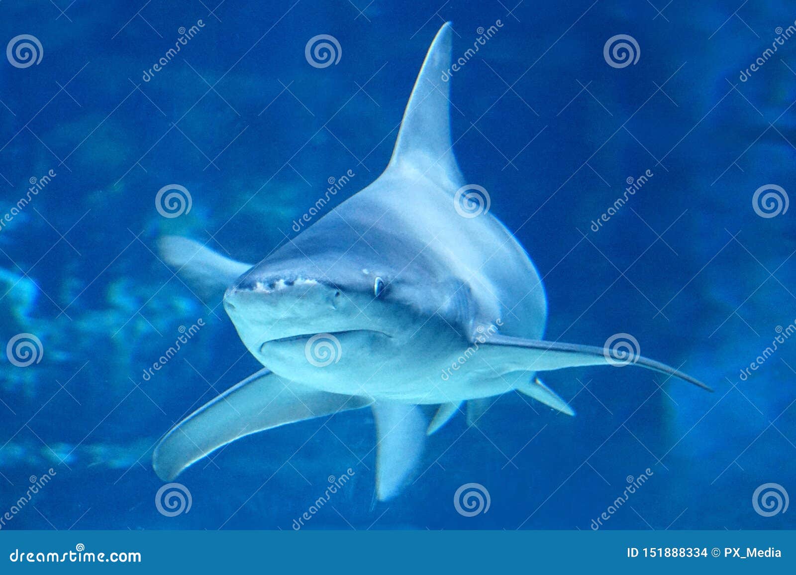 Shark Swimming Under Water - Front View Stock Photo - Image of ...