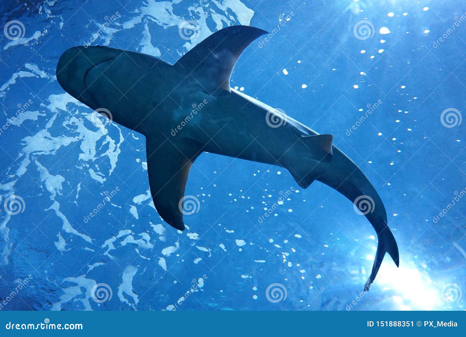 Shark Swimming Under Water - View from Beneath Stock Image - Image of ...