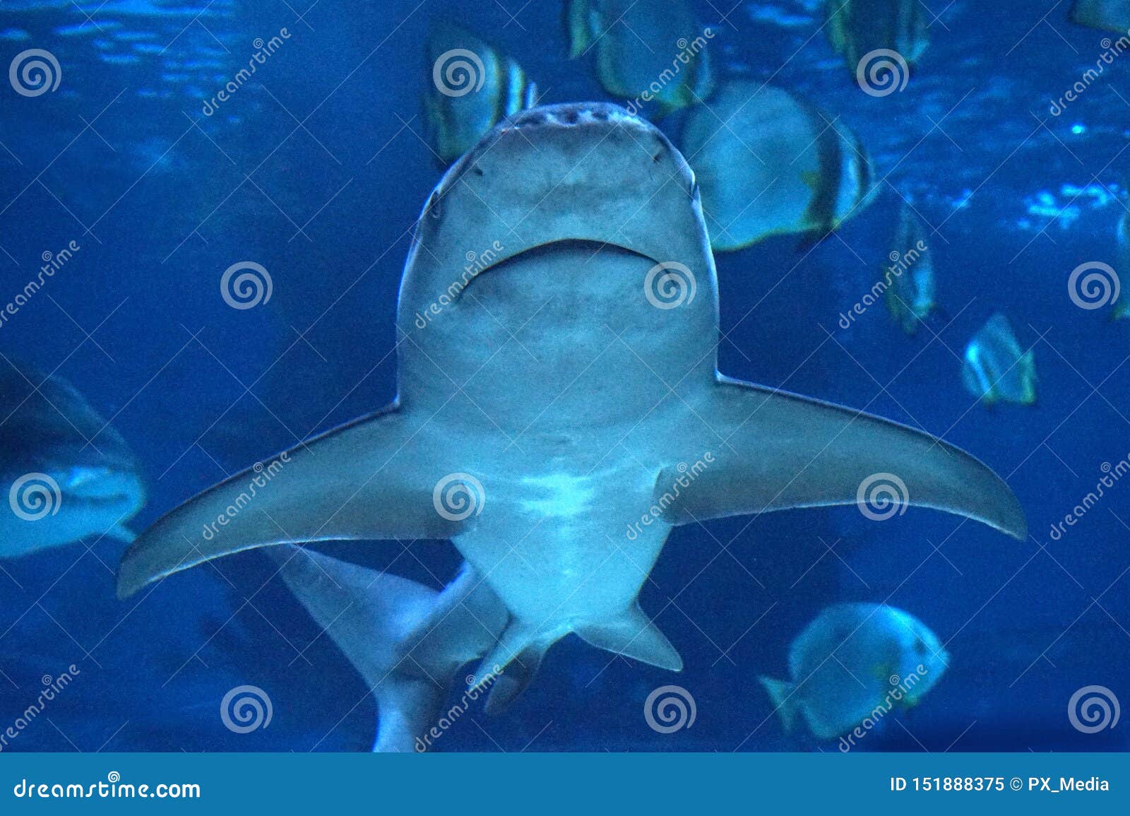 Shark Swimming Under Water - Front View Stock Image - Image of predator ...