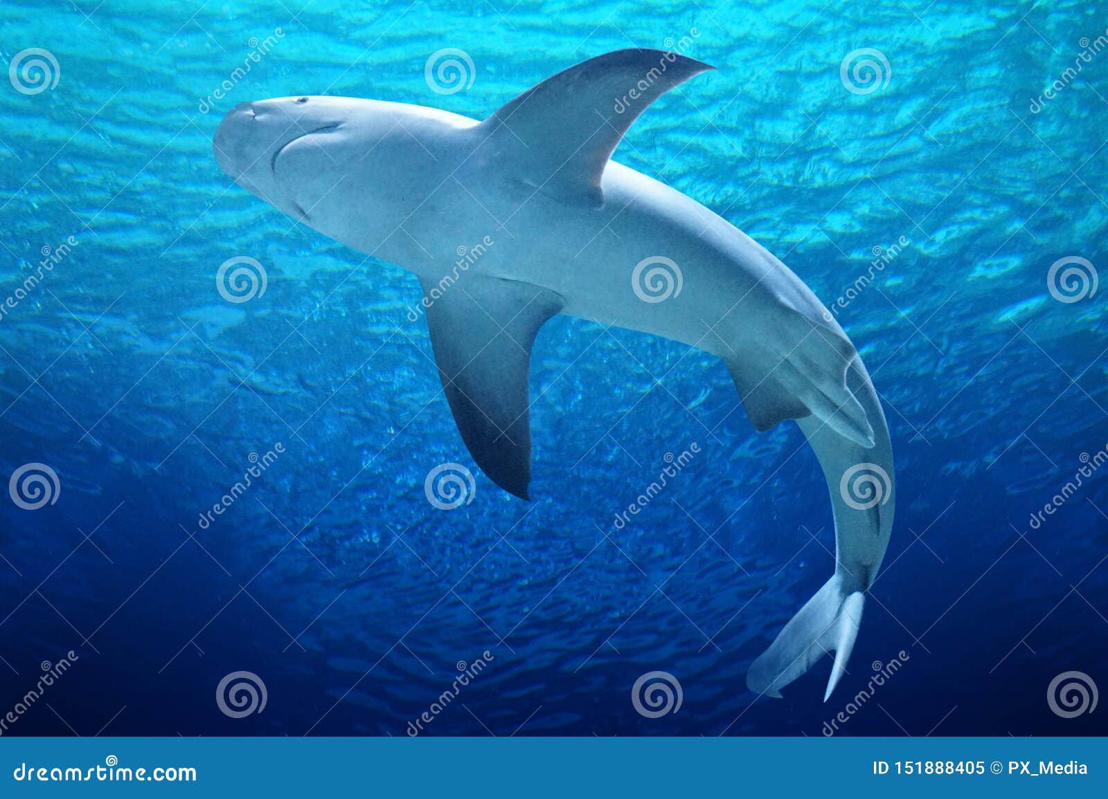 Shark Swimming Under Water - View from Beneath Stock Image - Image of ...