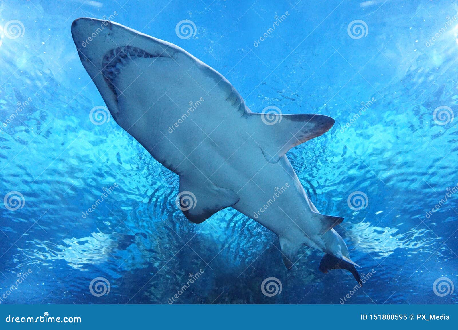 Shark Swimming Under Water - View from Beneath Stock Image - Image of ...