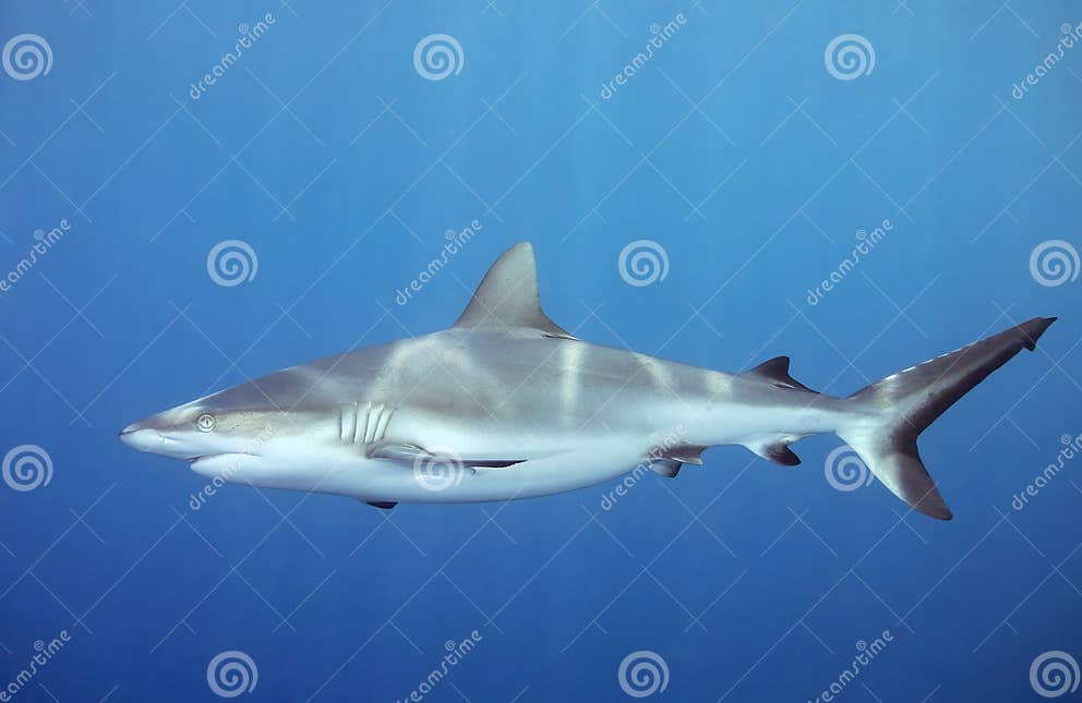 Shark swimming underwater stock photo. Image of tropical - 3652052