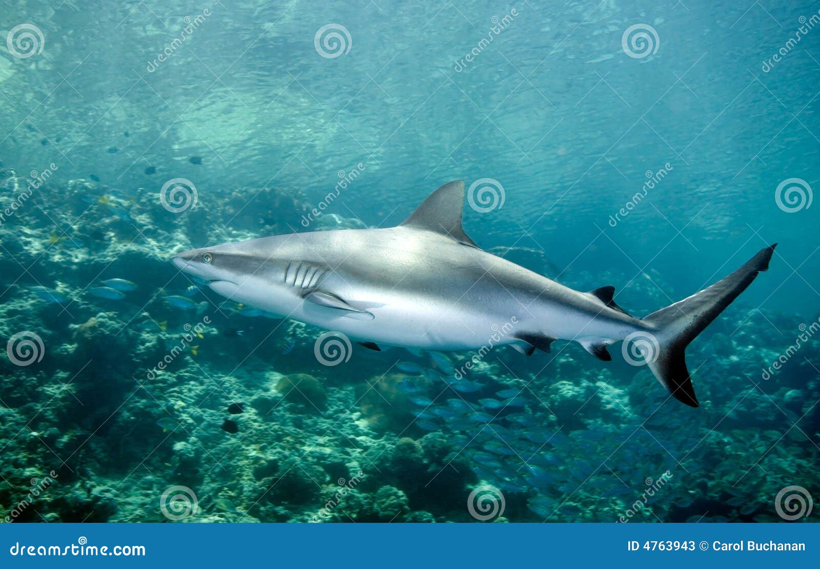 Shark swimming underwater stock image. Image of water - 4763943