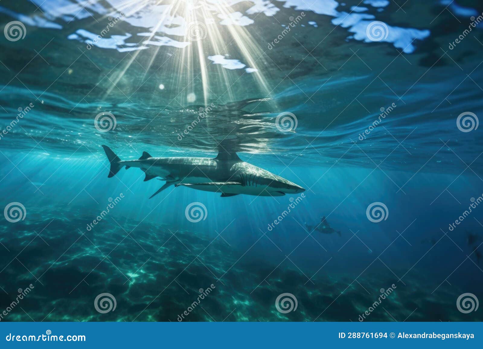 The Shark is Swimming in the Water. Refraction of Sunlight Stock ...