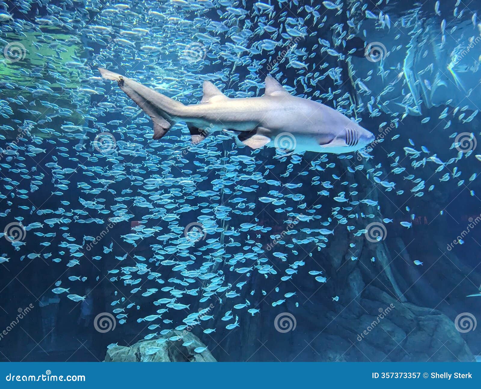 Shark swims through school stock image. Image of mammal - 357373357